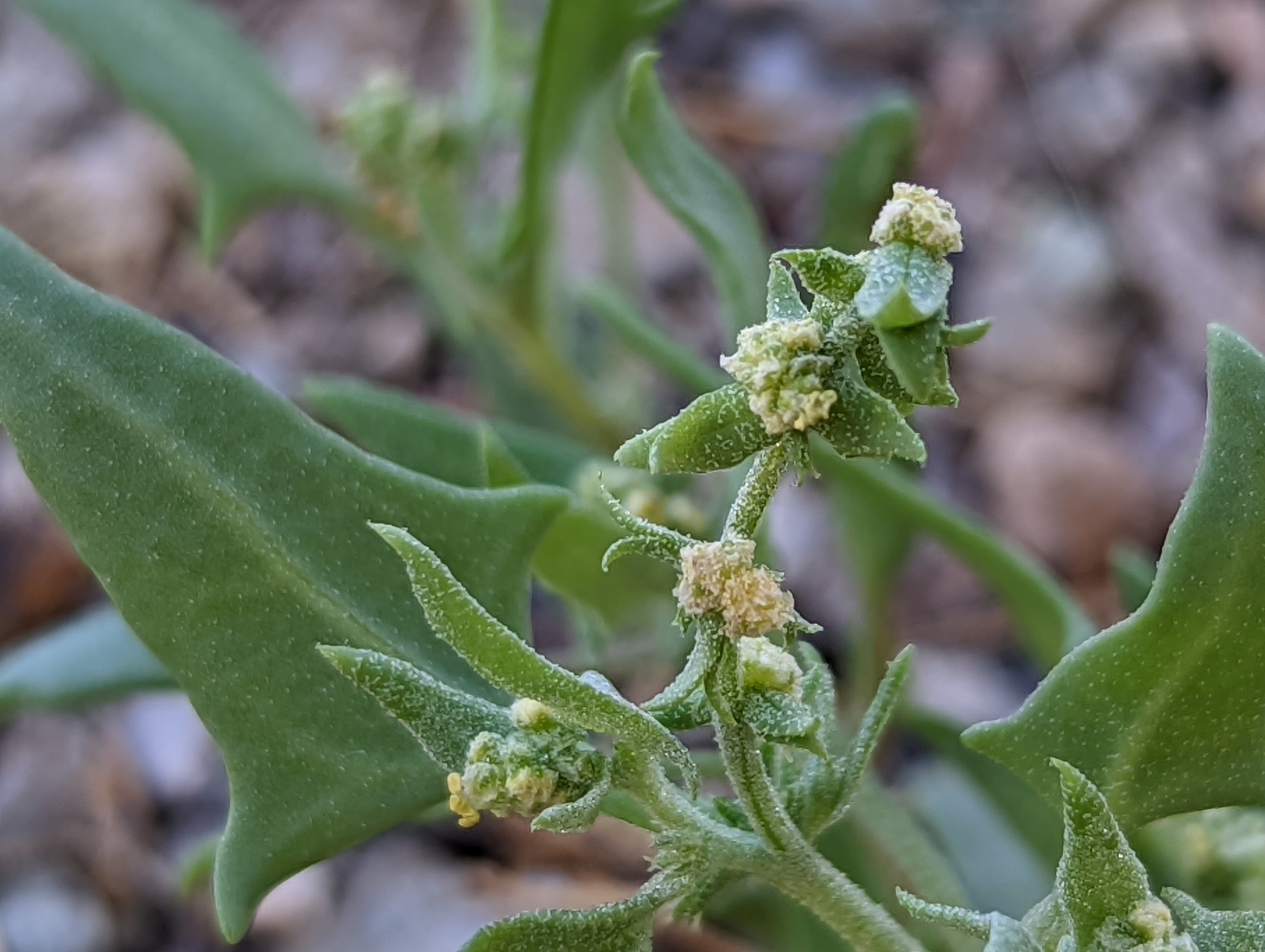 Blitum nuttallianum Roem. & Schult.