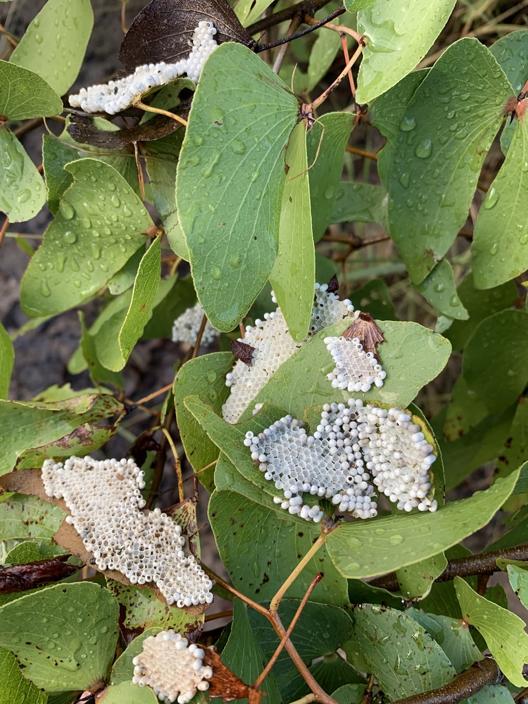 Mopane Worm from Matabeleand South Province, ZW on March 27, 2022 at 05 ...