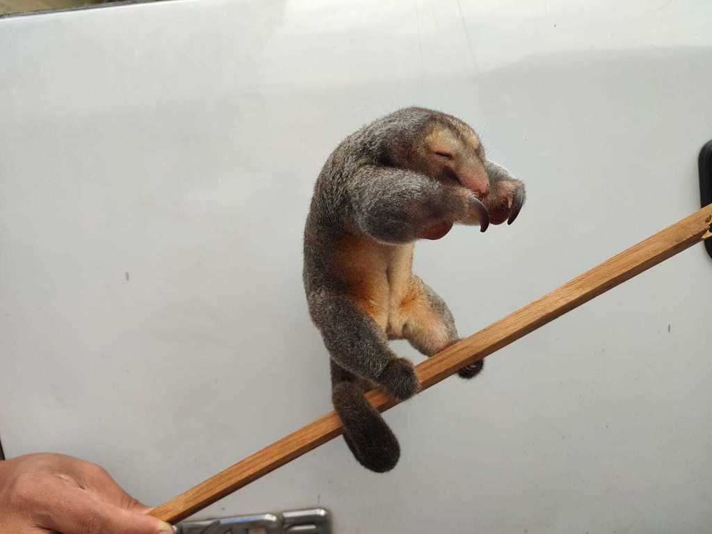 Rio Negro Silky Anteater from Orellana, Ecuador on March 24, 2022 at 04 ...