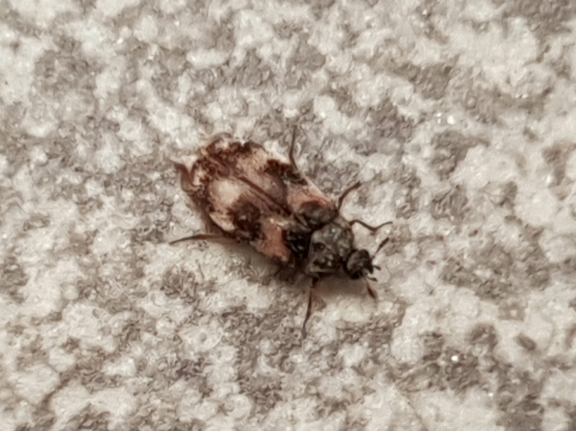 Trogoderma angustum (Solier, 1849)