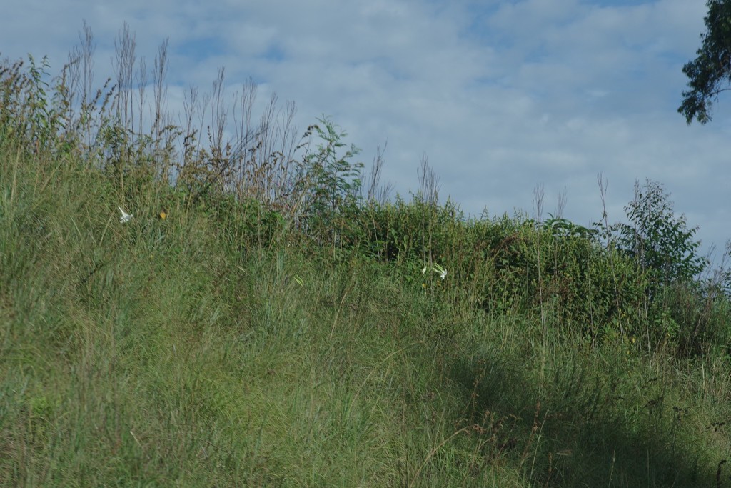 Formosa lily from N2 between Port Shepstone and the top of the Ingeli ...