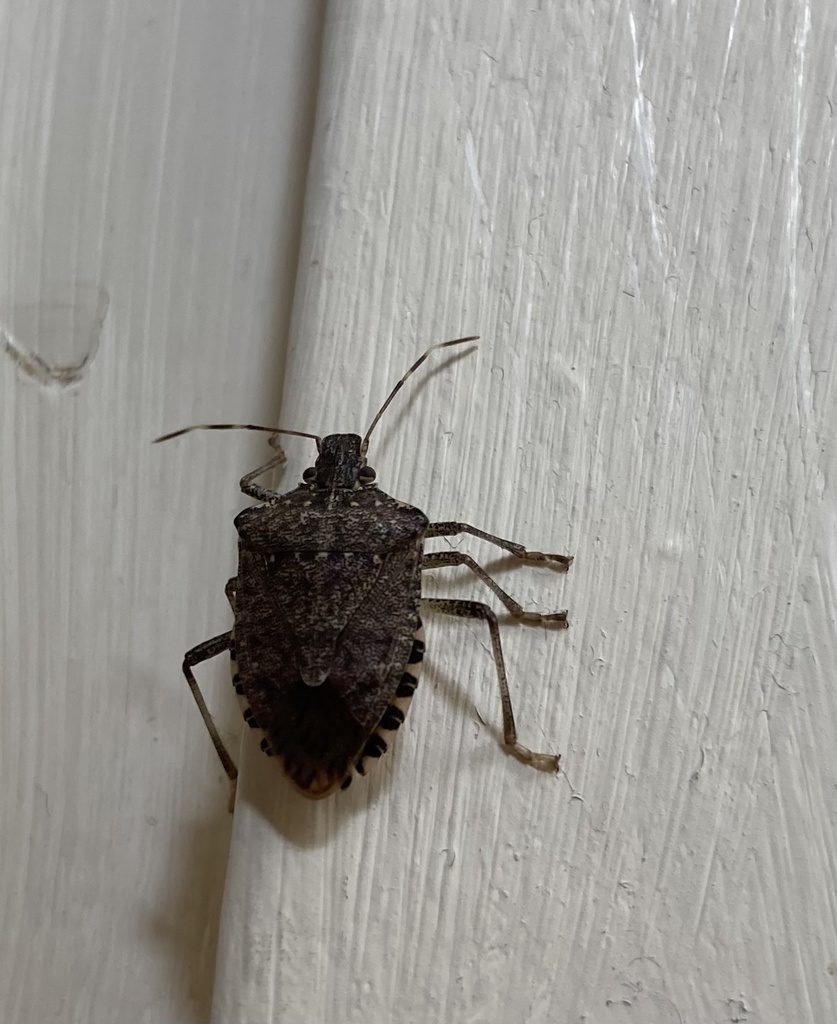 Brown Marmorated Stink Bug from Memory Ct, וינה, VA, US on March 27 ...