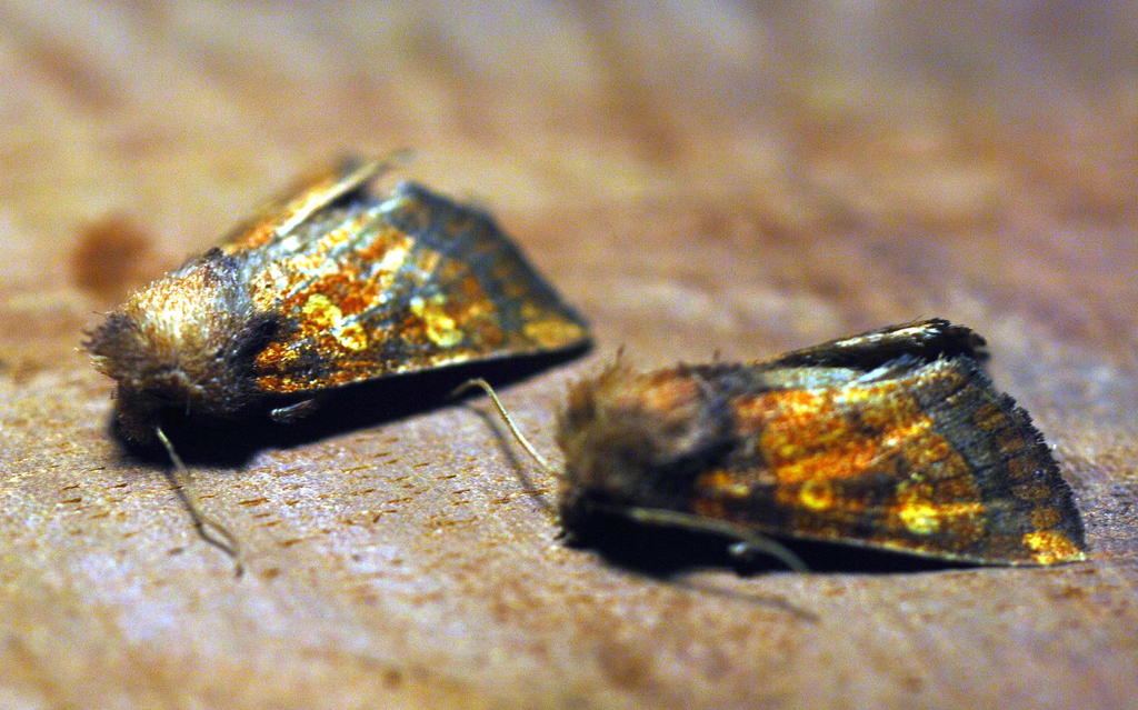 Aster Borer Moth (Common Moth and Butterflies of Indiana) · iNaturalist