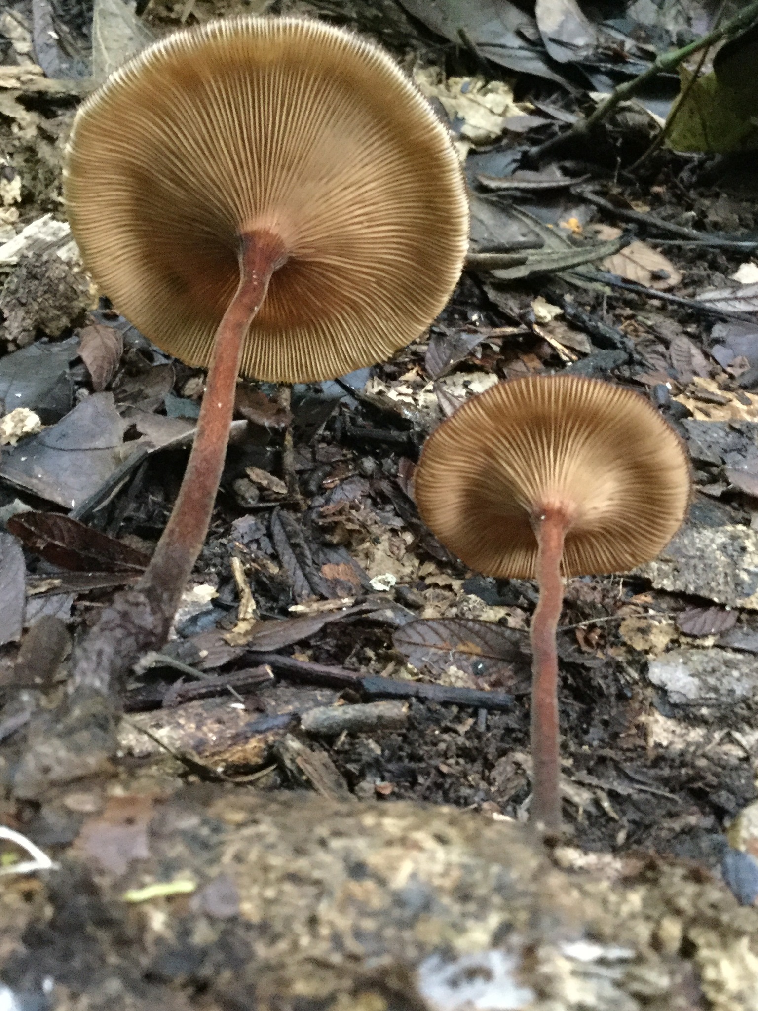 Lentinus velutinus Fr.