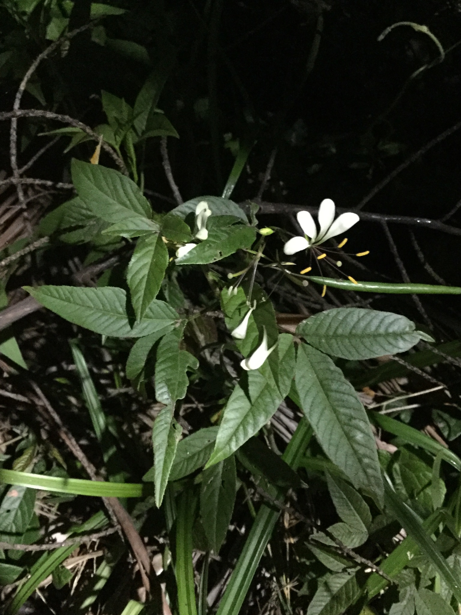 Cleoserrata serrata (Jacq.) Iltis