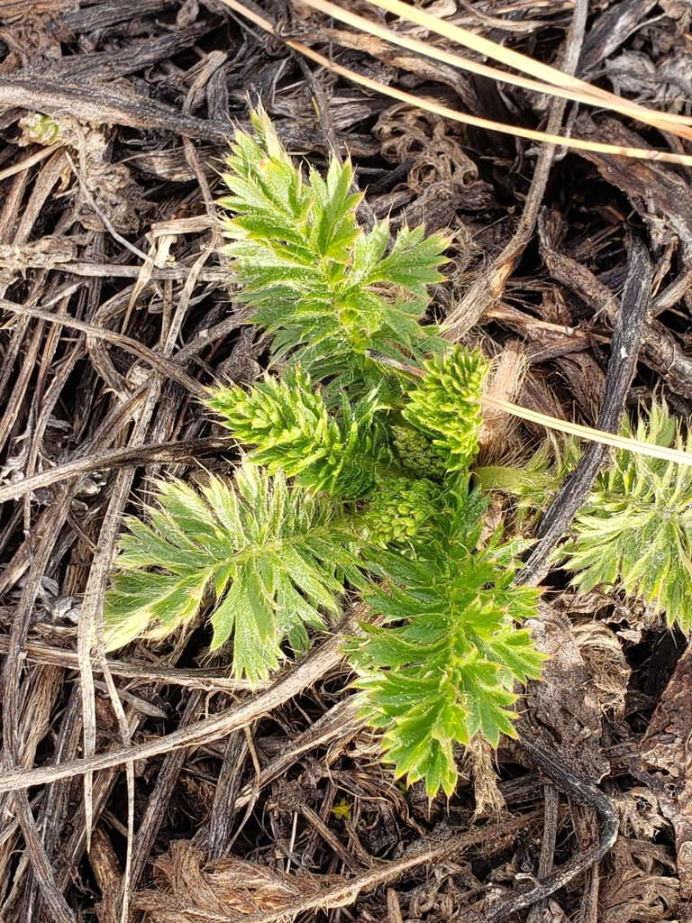 brambles, roses, strawberries, and allies from Wallowa County, US-OR ...