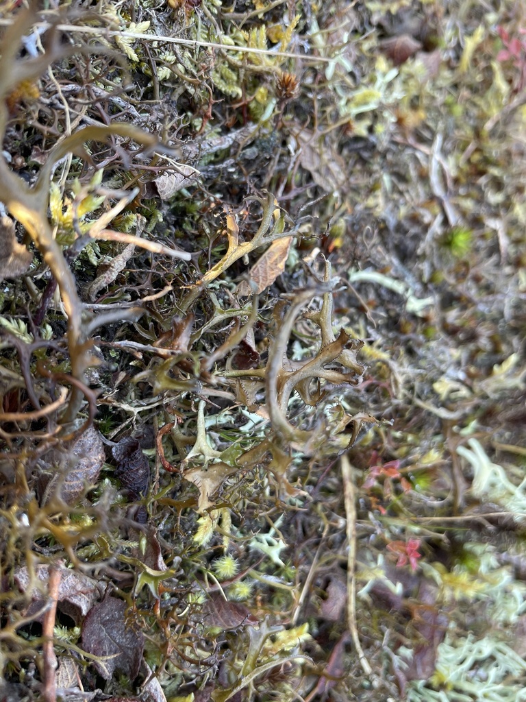 Iceland lichens from Stirling West Ward, Stirling, Scotland, GB on ...