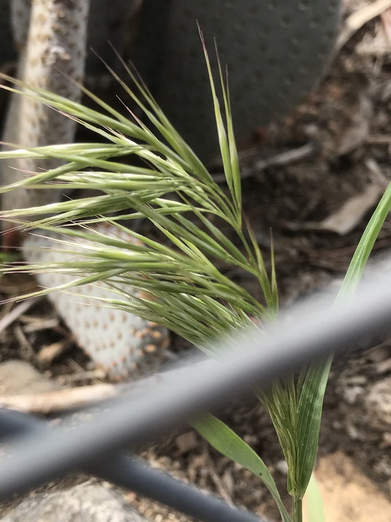 Compact Brome from Yokut Ct, Weldon, CA, US on March 27, 2022 at 10:39 ...