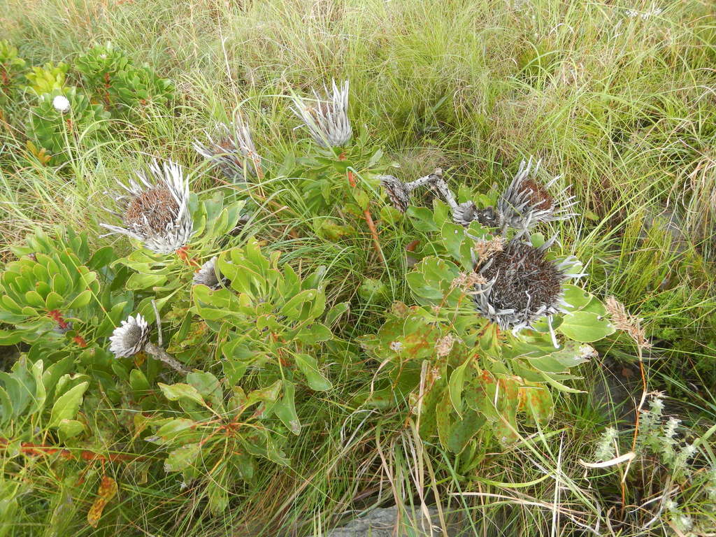 King Protea from Grahamstown, Makhanda, 6139, South Africa on March 27 ...