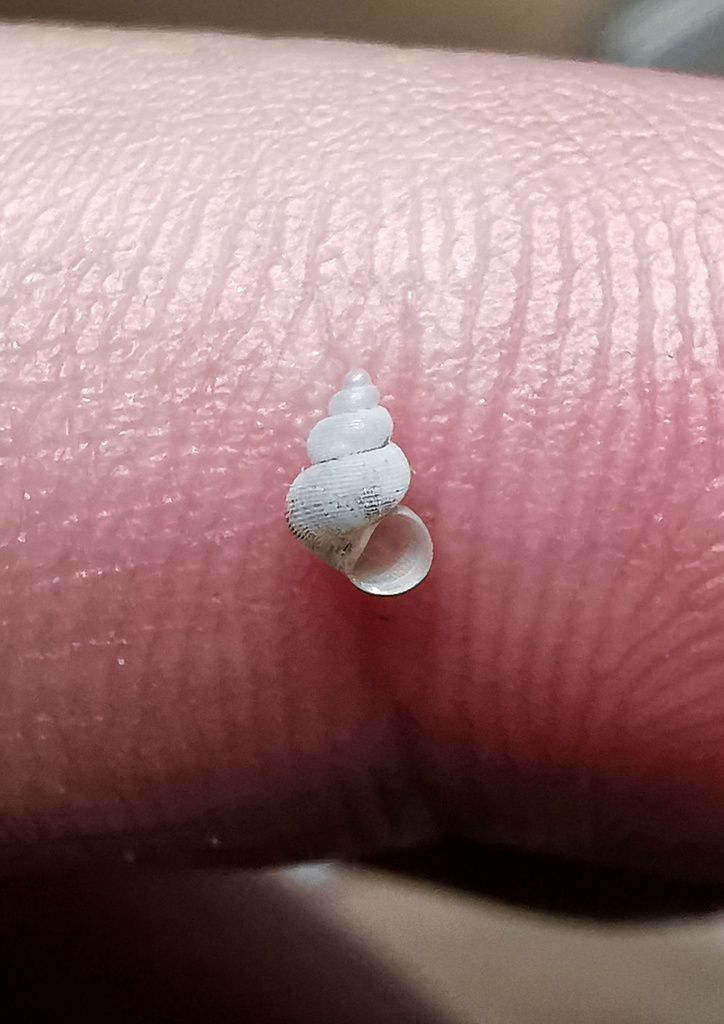 Georissa from 中国湖北省咸宁市赤壁市 on November 20, 2020 at 04:16 PM by 通通 ...