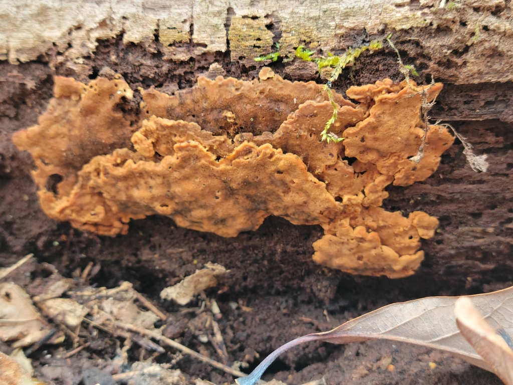 Physisporinus crocatus from Haycock Township, PA, USA on March 27, 2022 ...