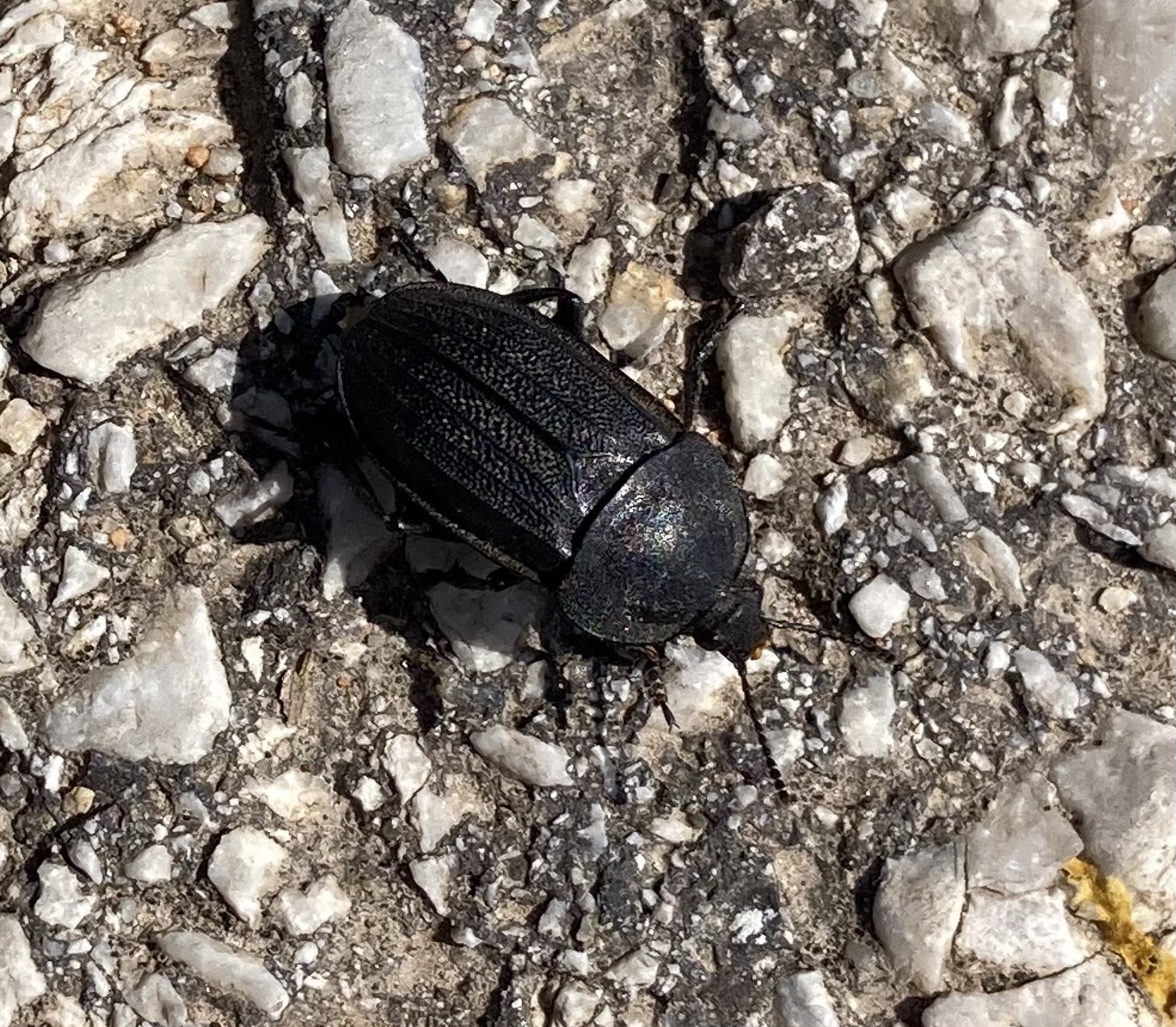 Silpha obscura Linnaeus, 1758