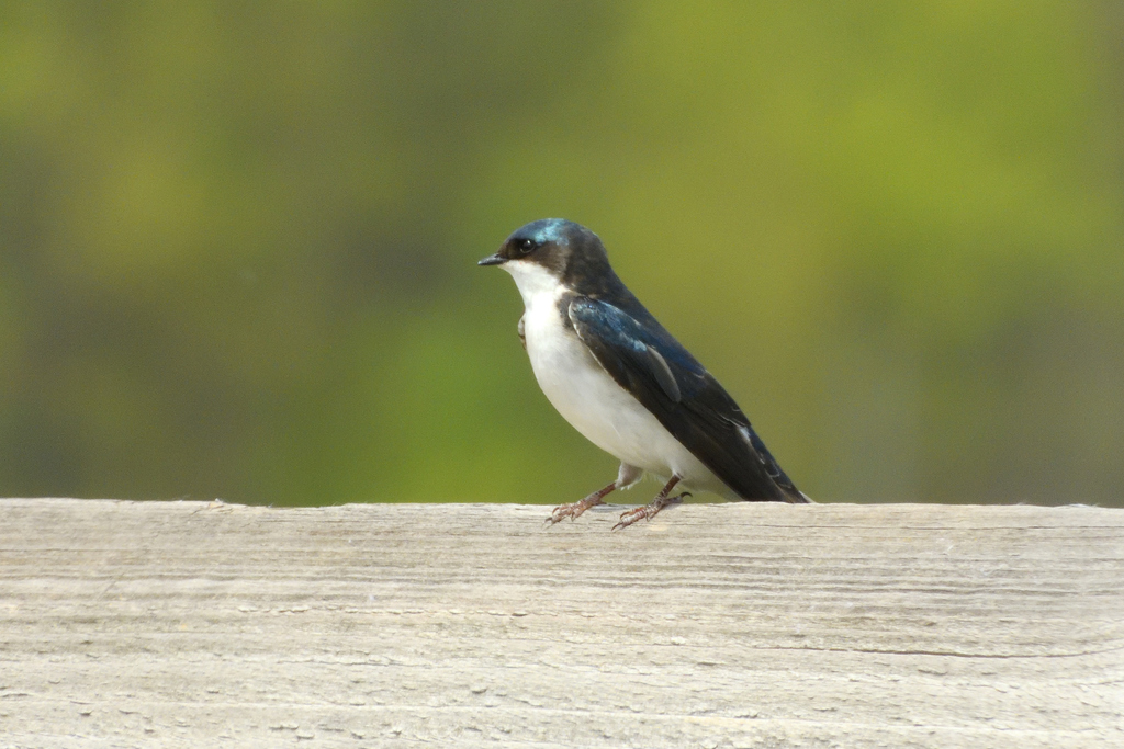 Tree Swallow from North Ridgeville, OH, USA on April 27, 2021 at 12:58 ...