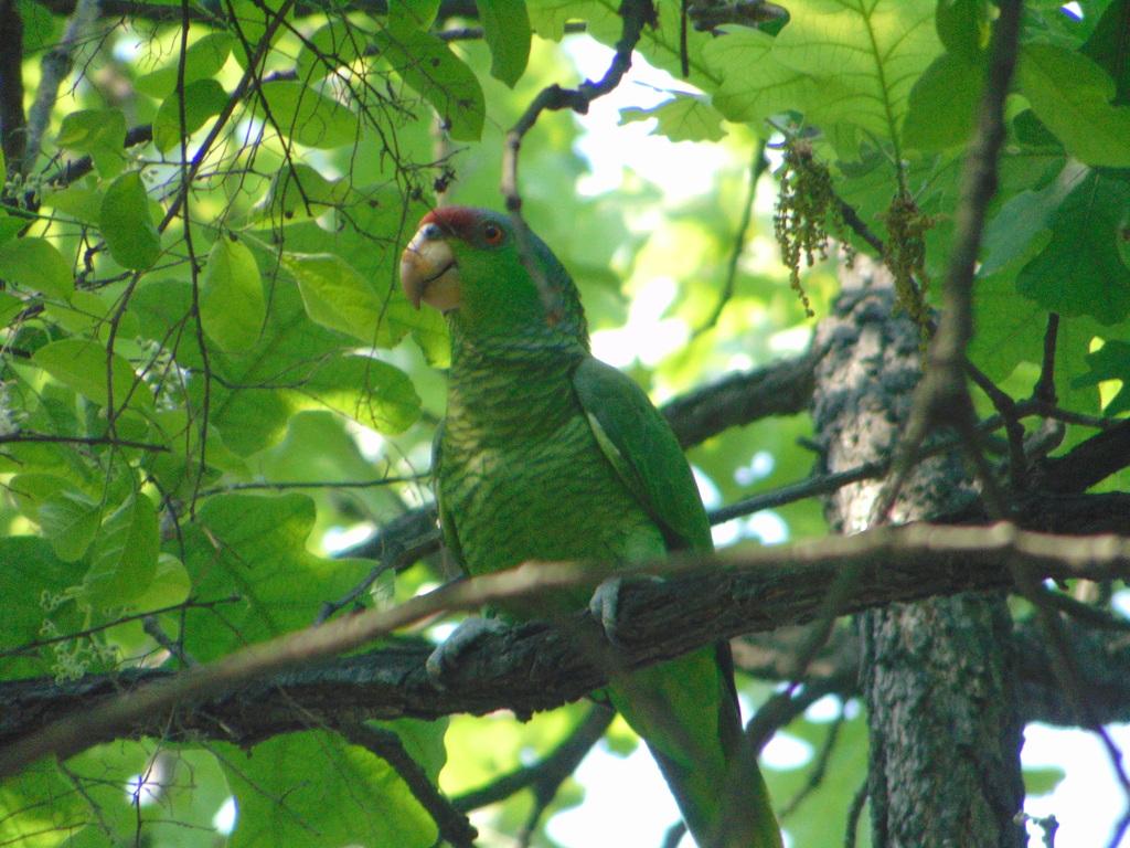 Lilac-crowned Parrot in March 2022 by deltadromeus980 · iNaturalist