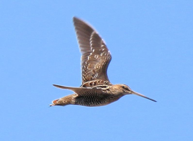 Wilson's Snipe from Danada Forest Preserve West, Dupage County, IL, USA ...