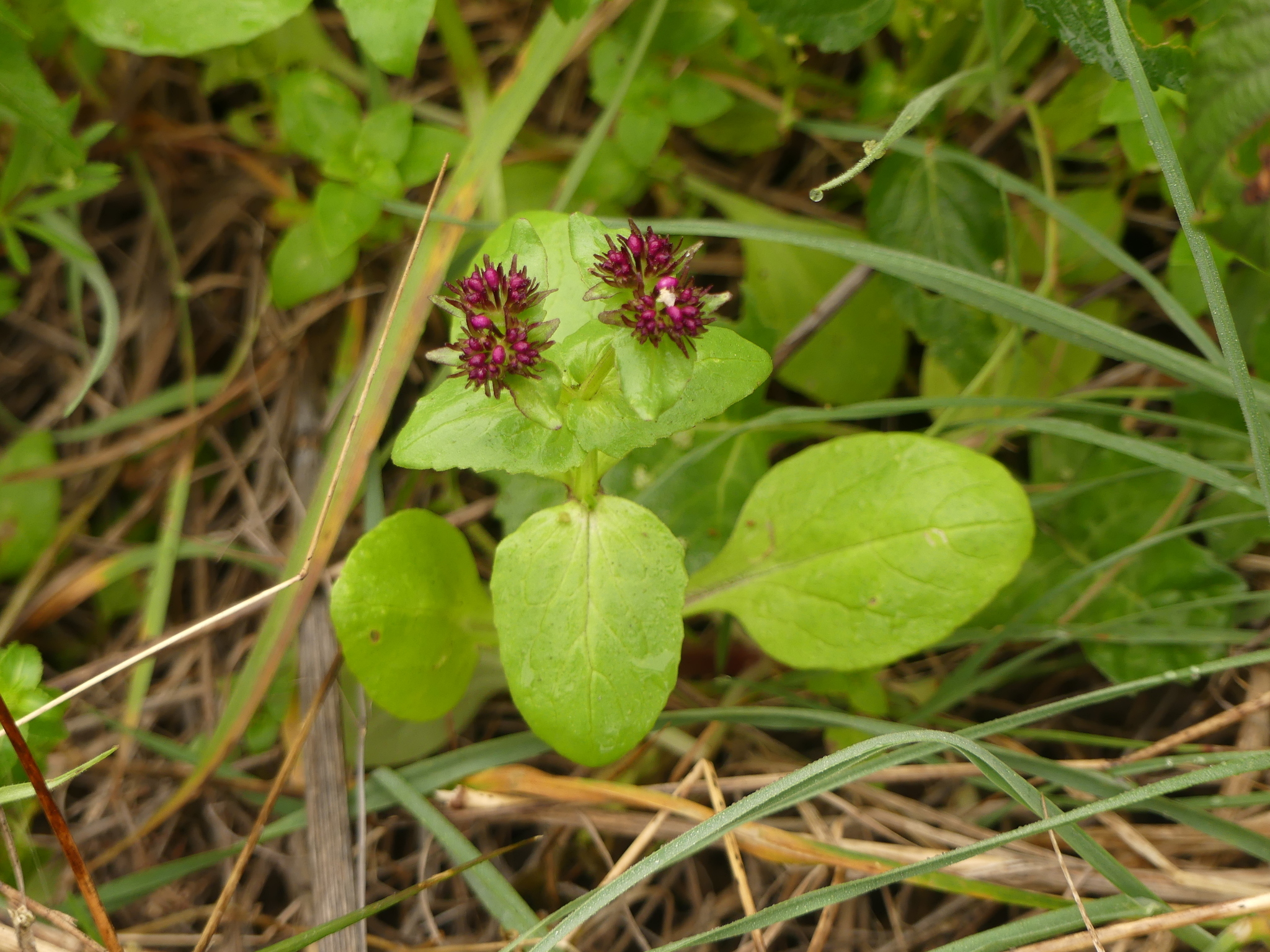 Fedia graciliflora Fisch. & C.A.Mey.