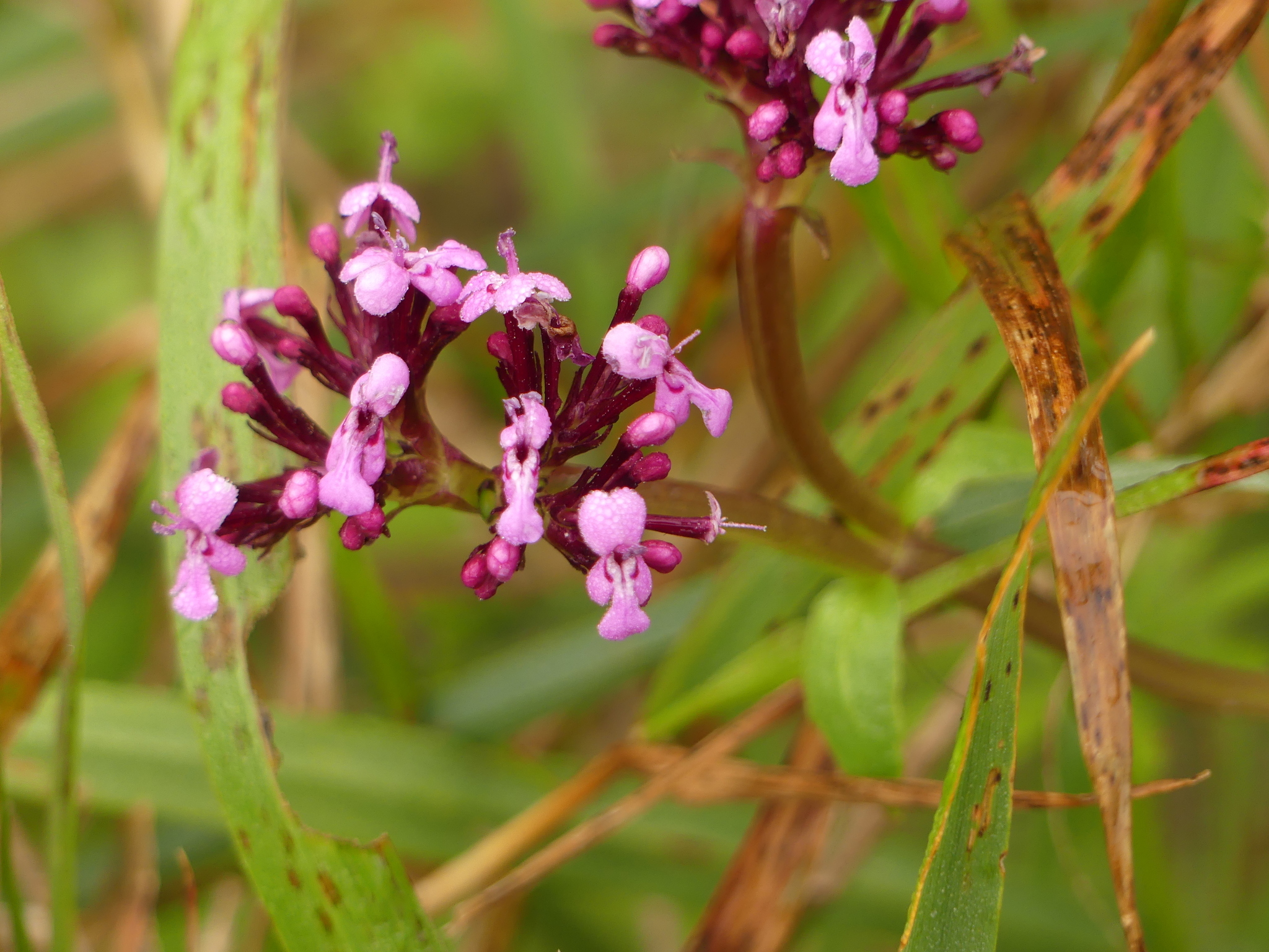 Fedia graciliflora Fisch. & C.A.Mey.