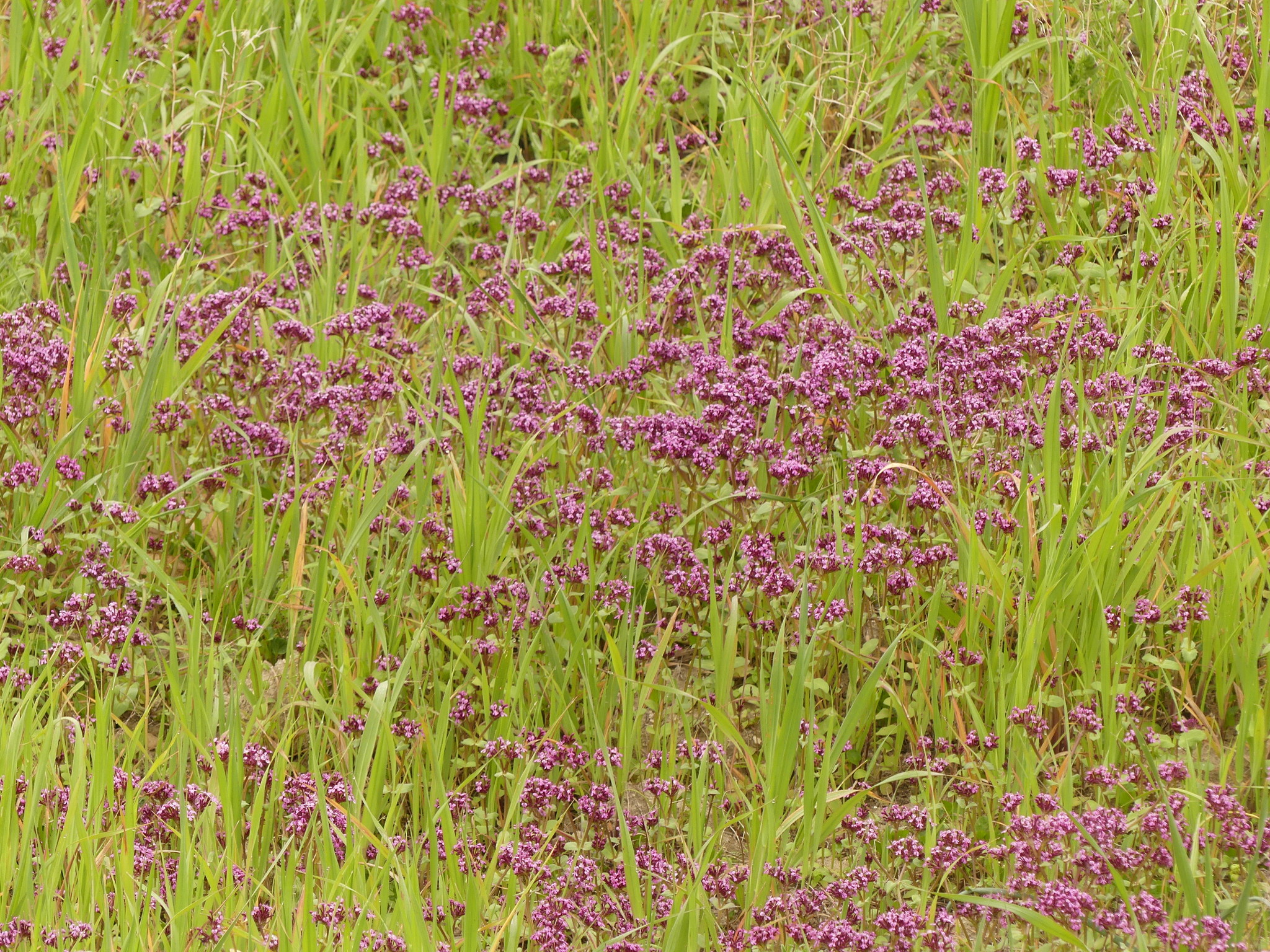 Fedia graciliflora Fisch. & C.A.Mey.