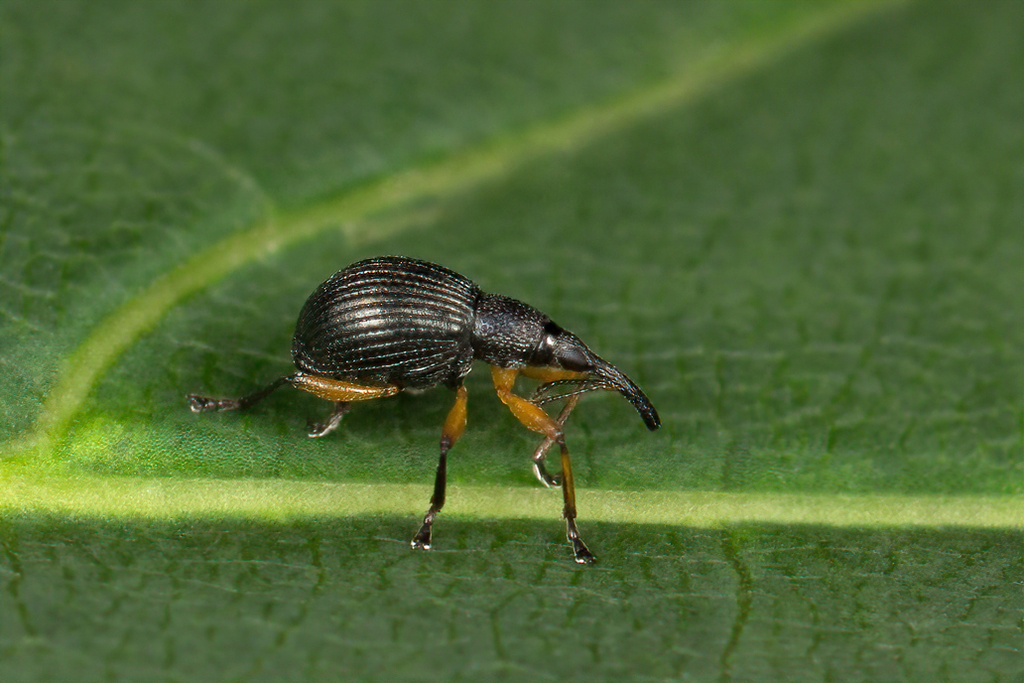 Protapion from Новомосковский Адм. округ, Москва, Россия on August 15 ...