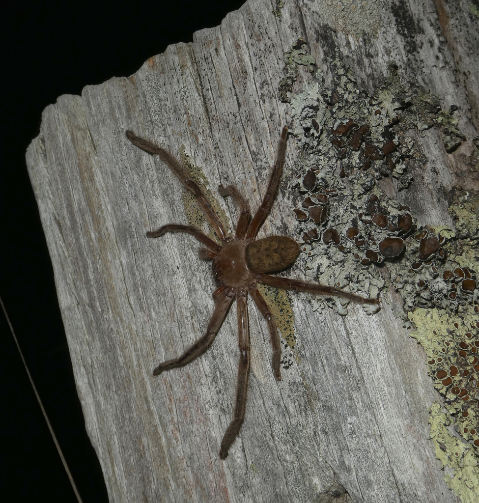 Social Huntsman Spider from Wallers Rd, Cobbannah VIC 3862, Australien ...