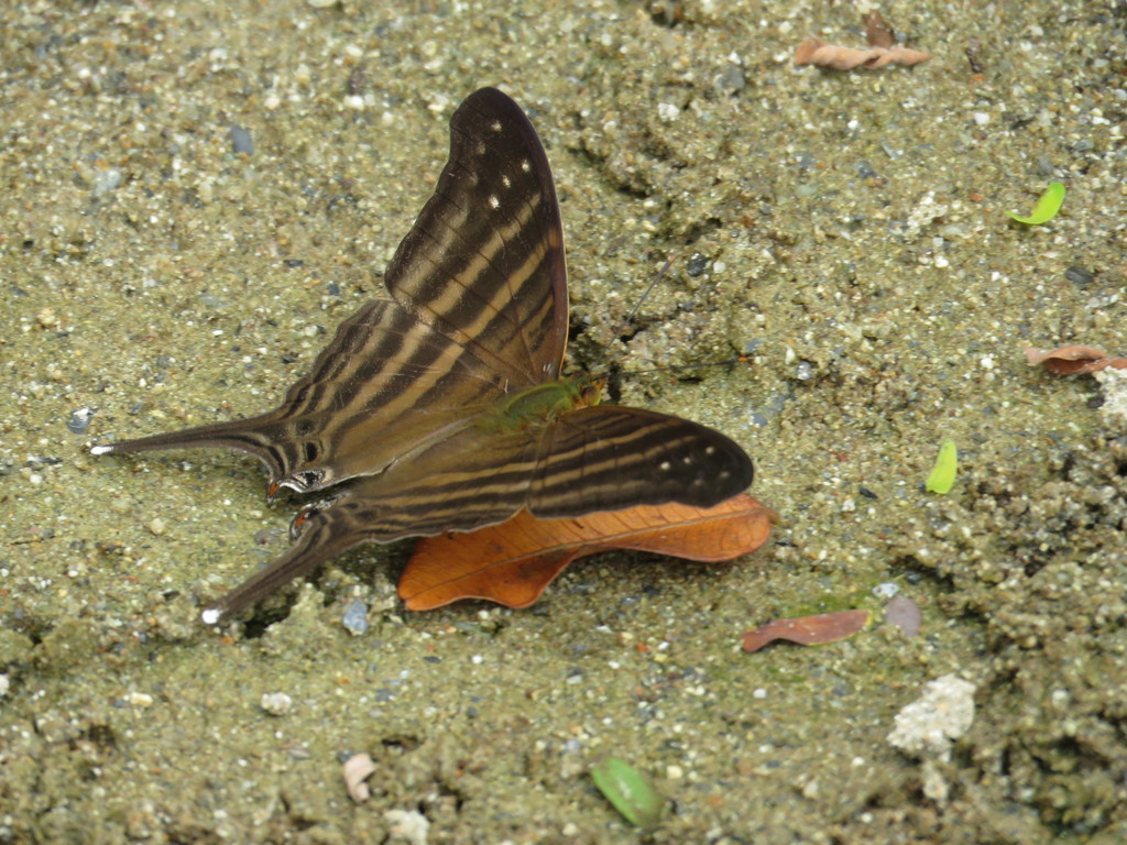 Many-banded Daggerwing from Santiago Comaltepec on May 4, 2015 at 02:01 ...