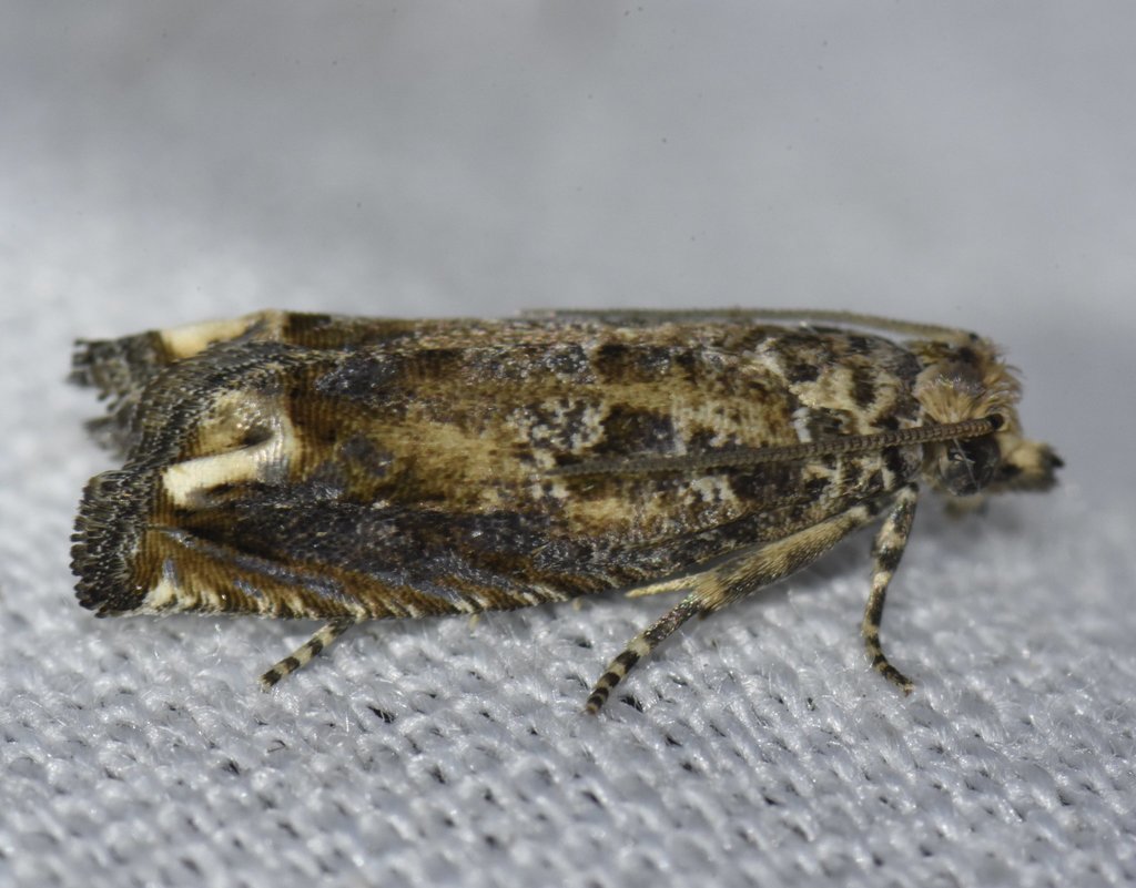 Abrupt Epiblema Moth from Highlands County, FL, USA on March 22, 2022 ...