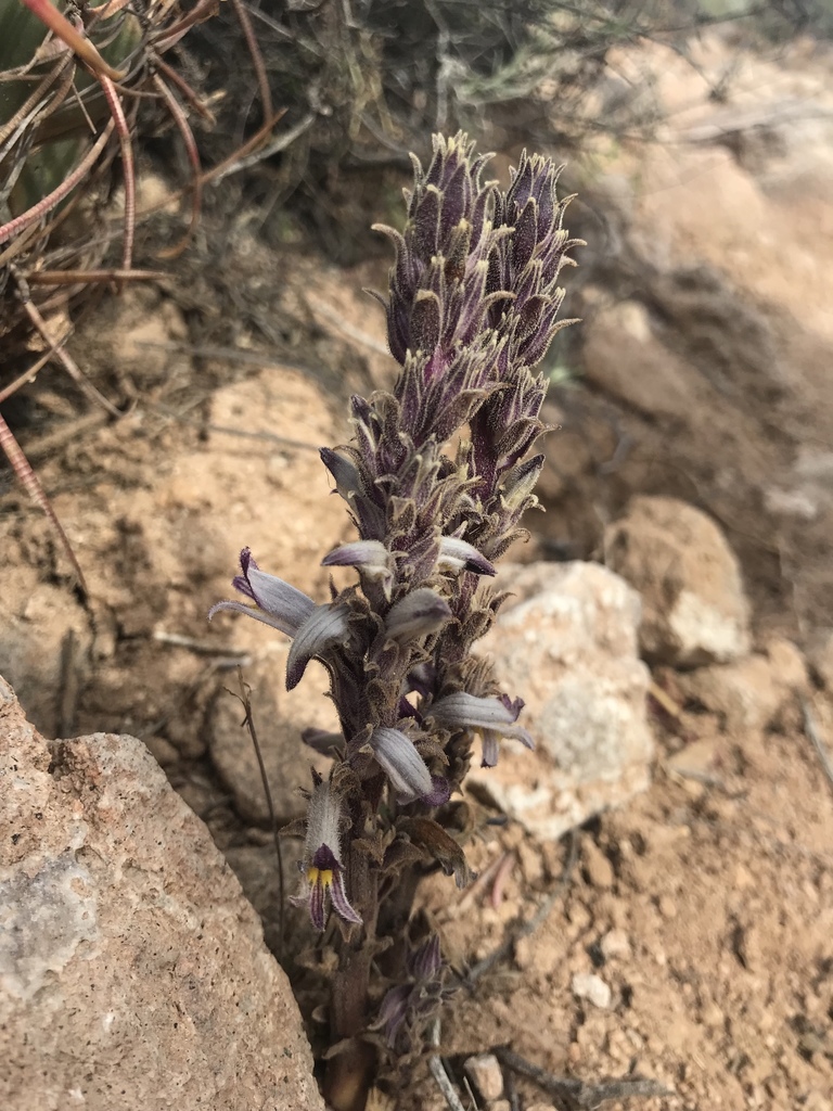 desert broomrape from Tonto National Forest, Apache Junction, AZ, US on ...