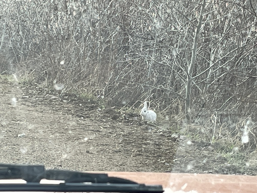 Snowshoe Hare from Lester Rd, Winthrop, WA, US on March 27, 2022 at 09: ...
