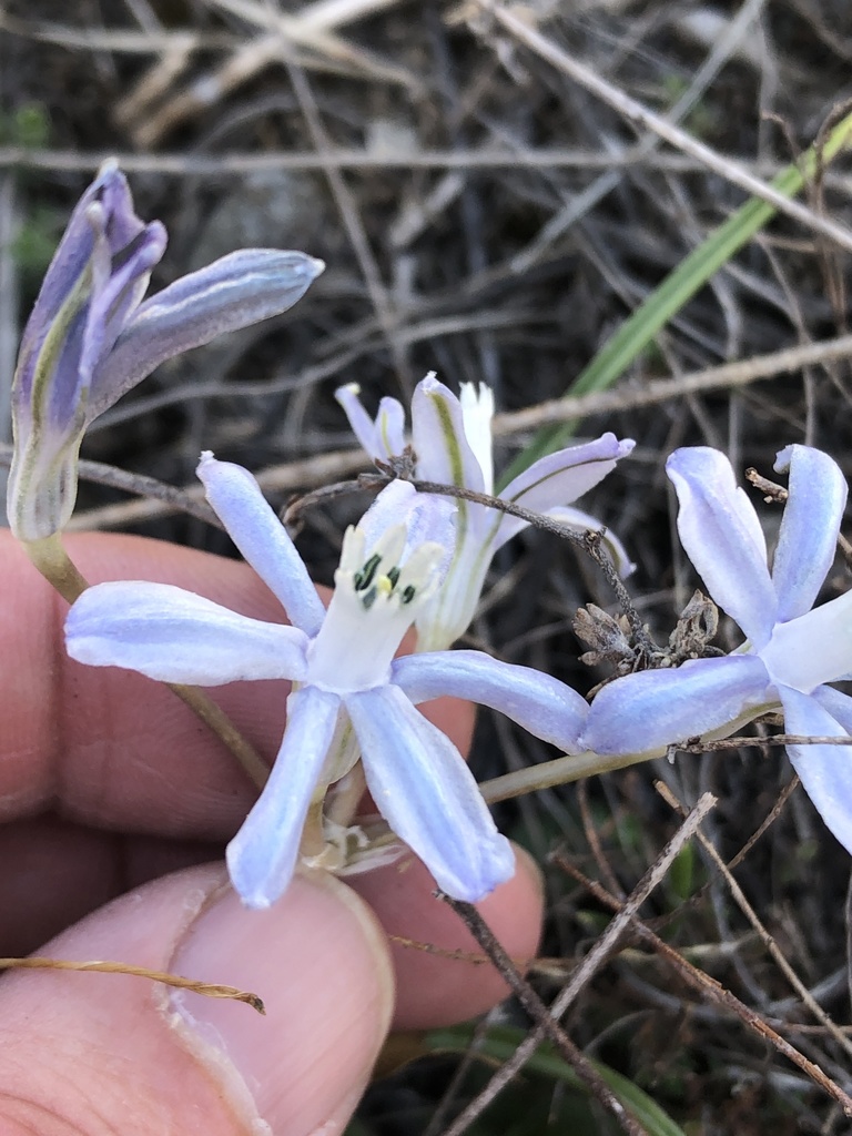 Funnel-Flower from Old Benbrook Rd, Fort Worth, TX, US on March 27 ...