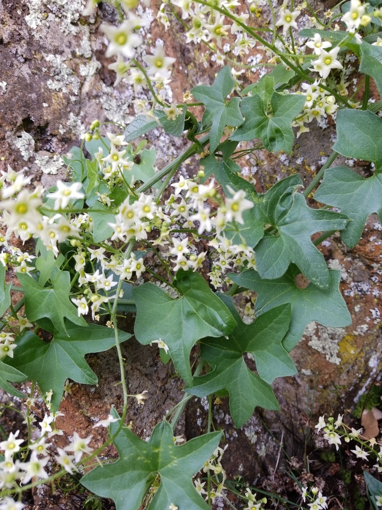 Man-roots from Taylorsville on March 27, 2022 at 12:17 PM by Lysa ...