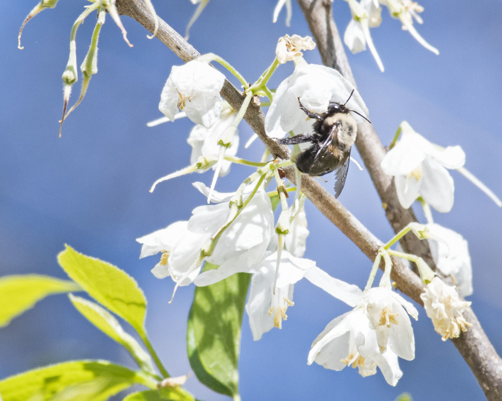 Blueberry Digger Bee from Petal, MS 39465, USA on March 27, 2022 at 09: ...