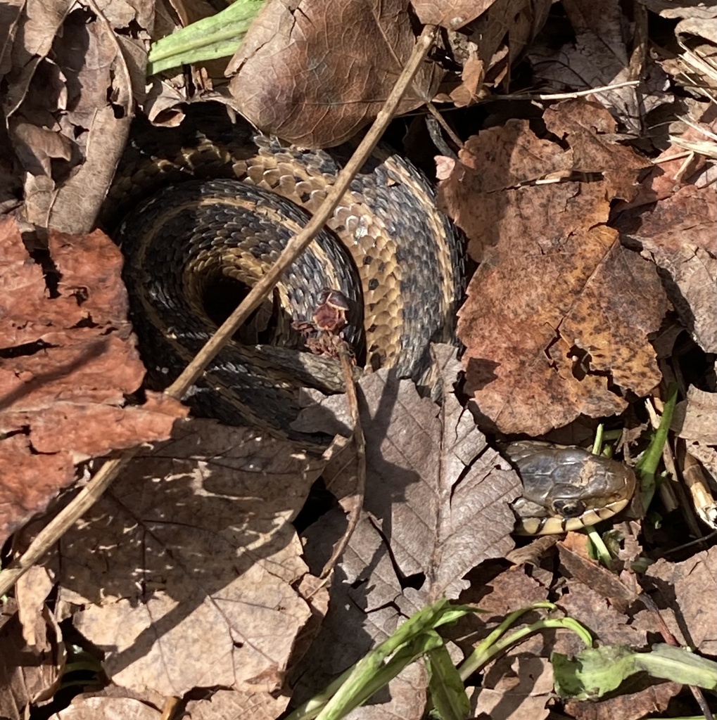 Eastern Garter Snake from Walter Reed Community Center, Arlington, VA ...