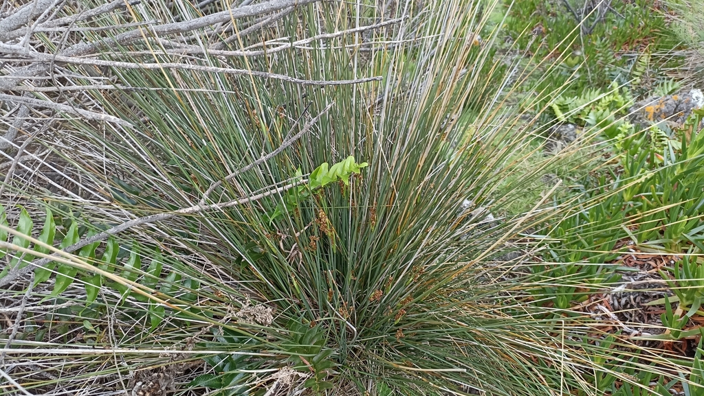 spiny rush from 9880, Portugal on March 27, 2022 at 04:26 PM by Carlos ...