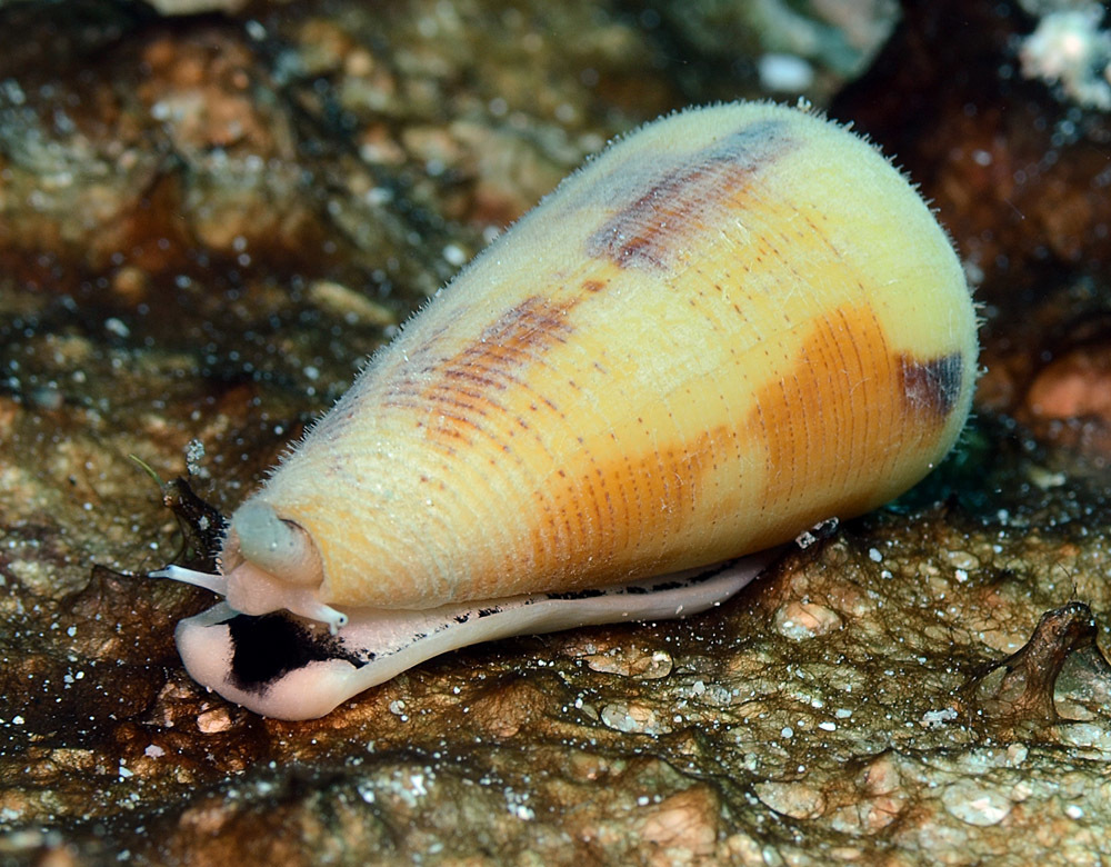 Conus kwajaleinensis from Kwajalein Atoll, RMI on December 19, 2016 by ...