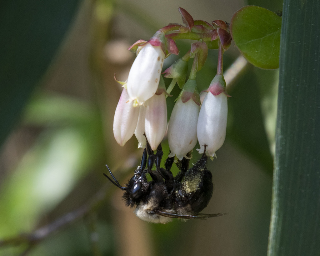 Blueberry Digger Bee from Petal, MS 39465, USA on March 27, 2022 at 09: ...
