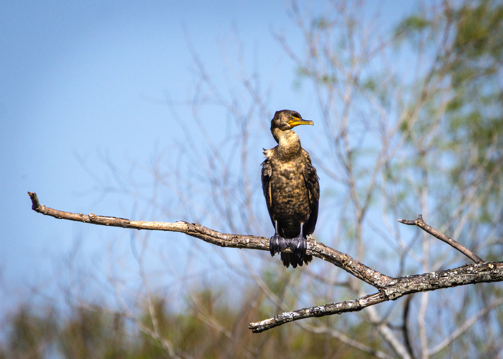 Double-crested Cormorant from Sugar Land, TX, USA on March 26, 2022 at ...