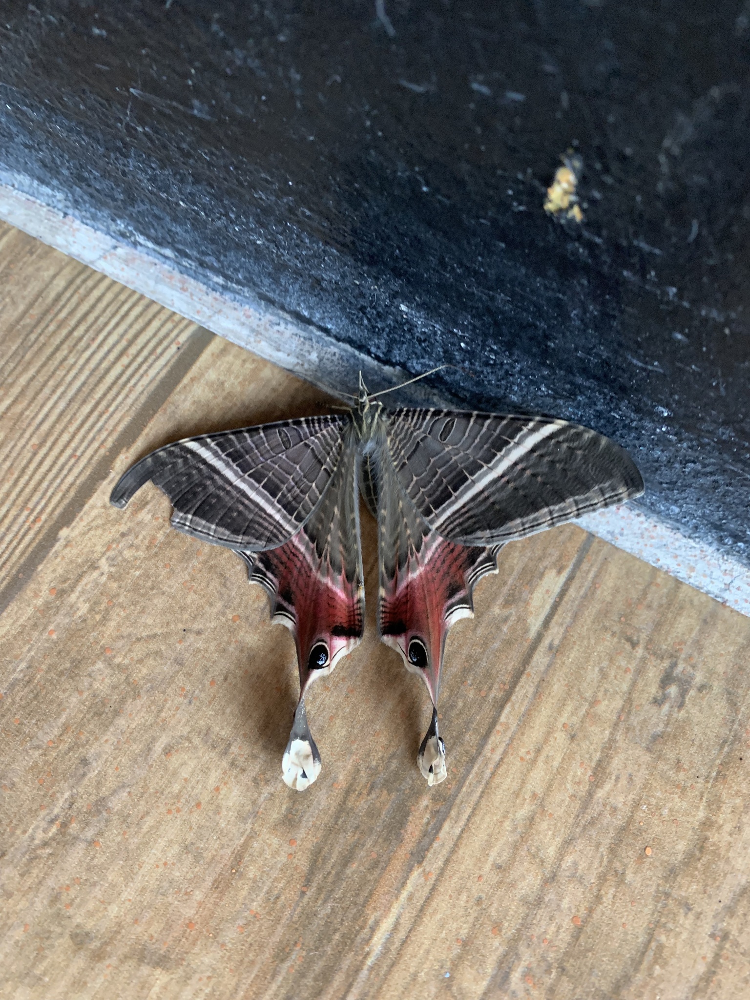 Nothus lunus Linnaeus, 1758