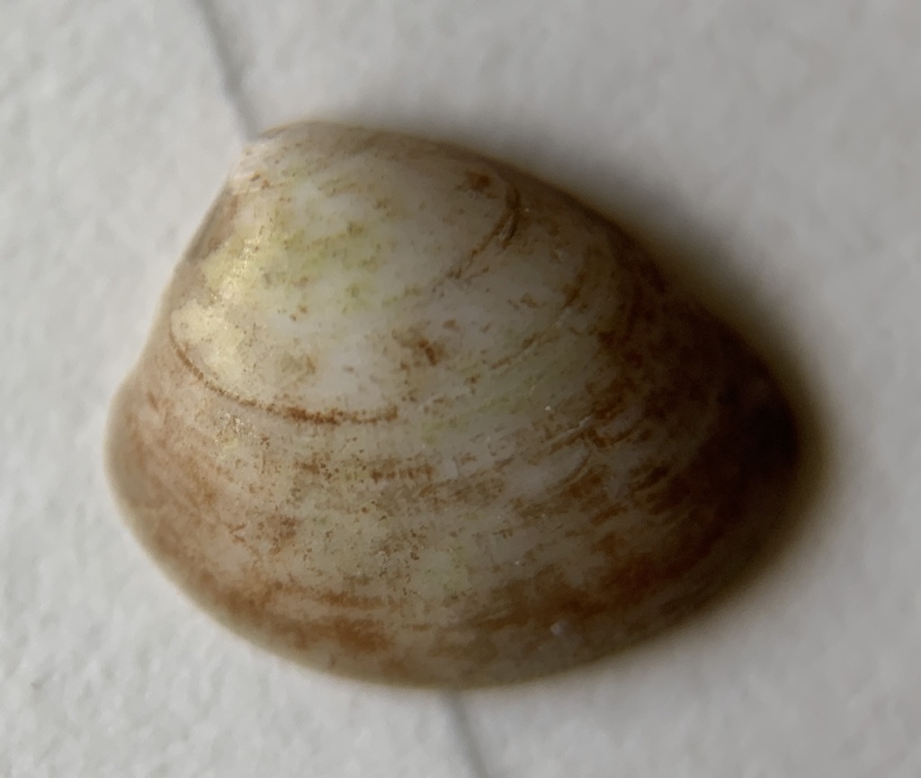 Nut Clams from Mount Hope Bay, Bristol, RI, US on March 27, 2022 at 12: ...