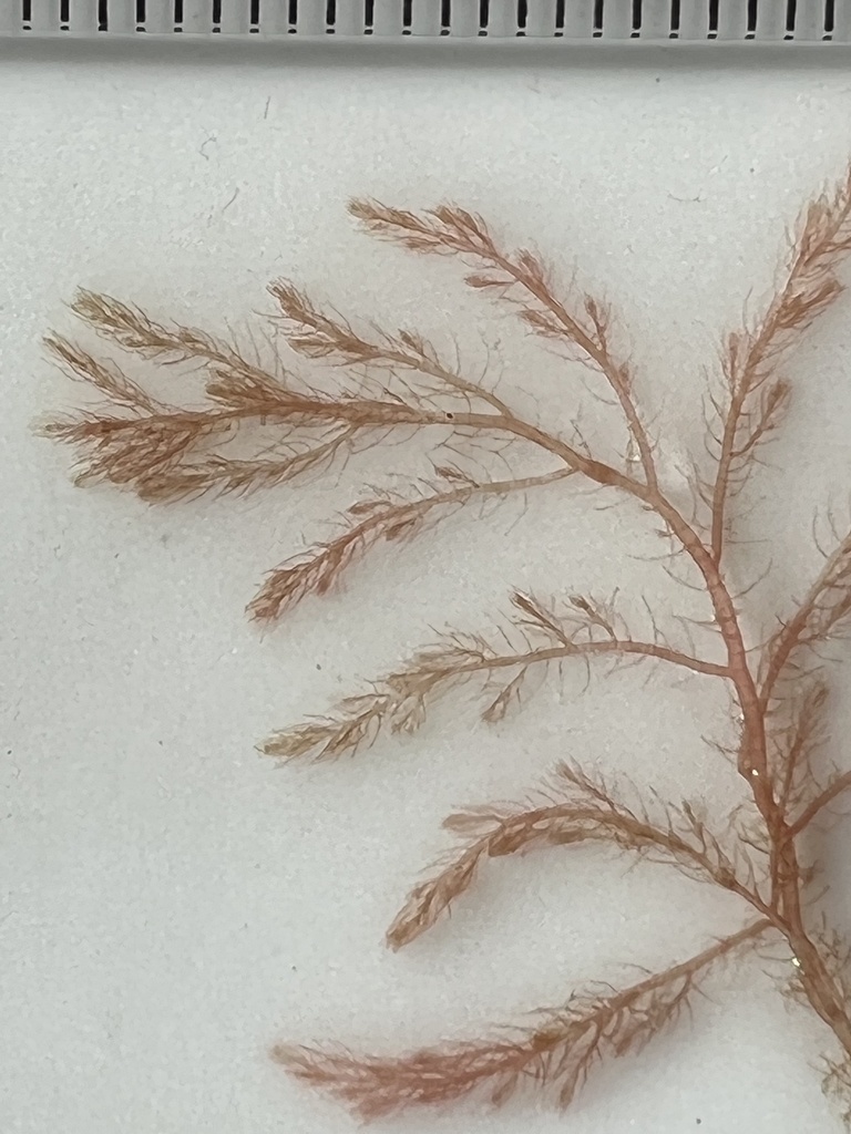 (Spyridia filamentosa) - Botanical Realm