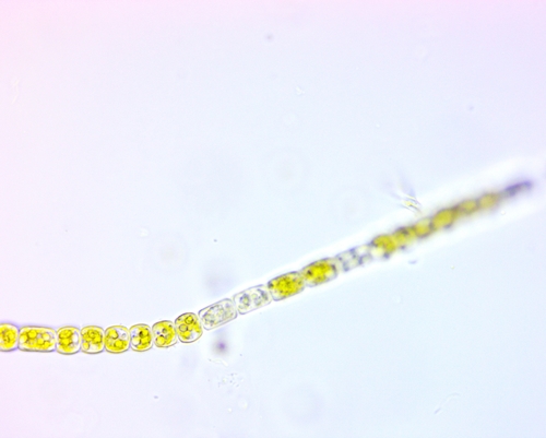 Family Neonemataceae · iNaturalist