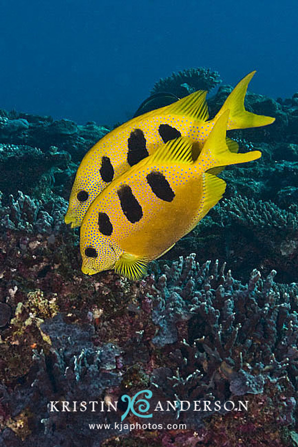 Rabbitfishes (Siganidae) - Marine Life Identification