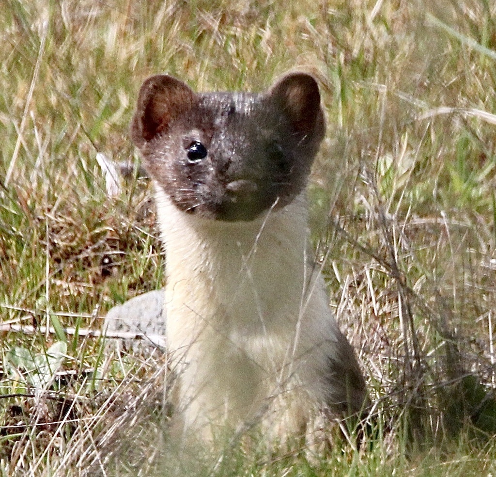 Long-tailed Weasel from Tenino, WA, US on March 27, 2022 at 12:26 PM by ...