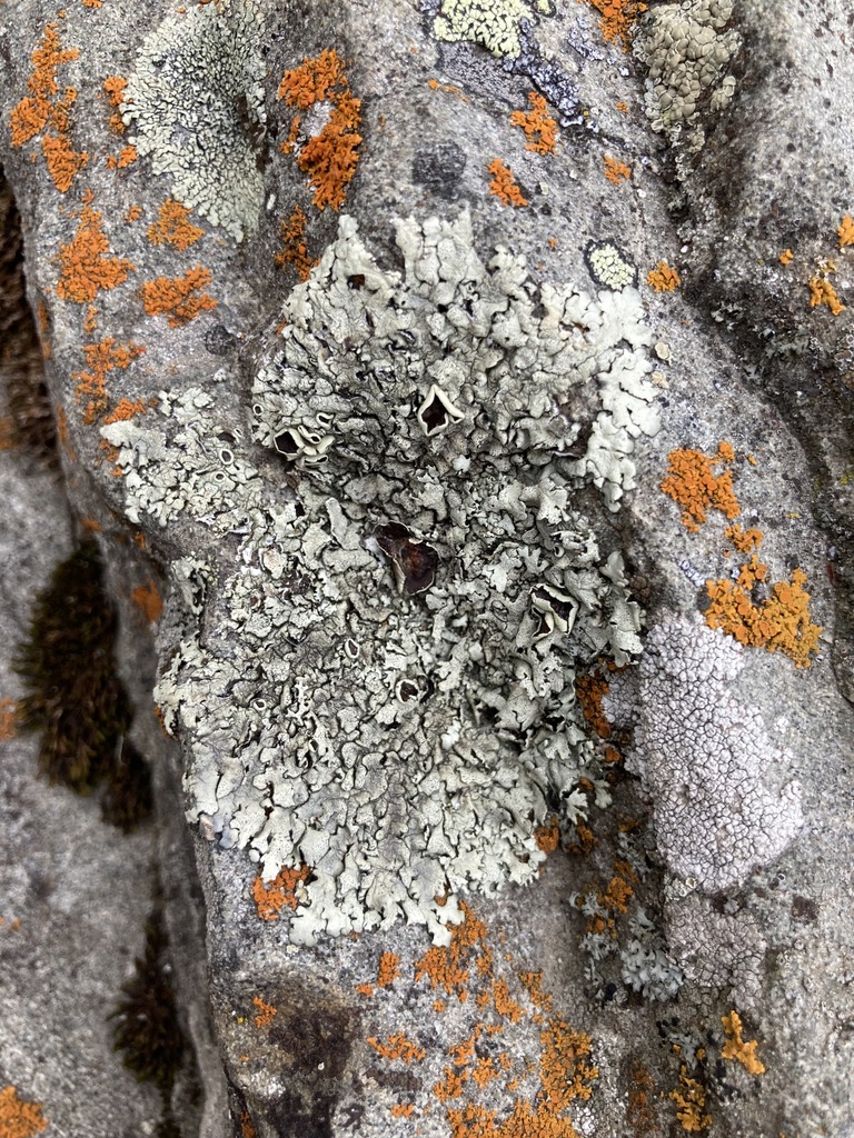 common lichens from Kananaskis, AB T0L, Canada on March 26, 2022 at 09: ...