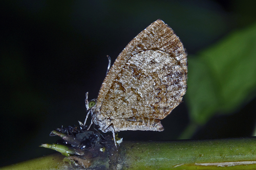 Género Logania · iNaturalist Mexico