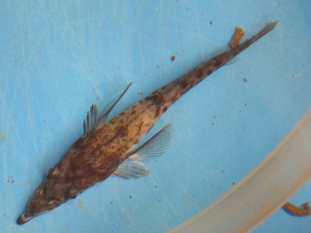 ploughfish (Gymnodraco acuticeps) - Marine Life Identification