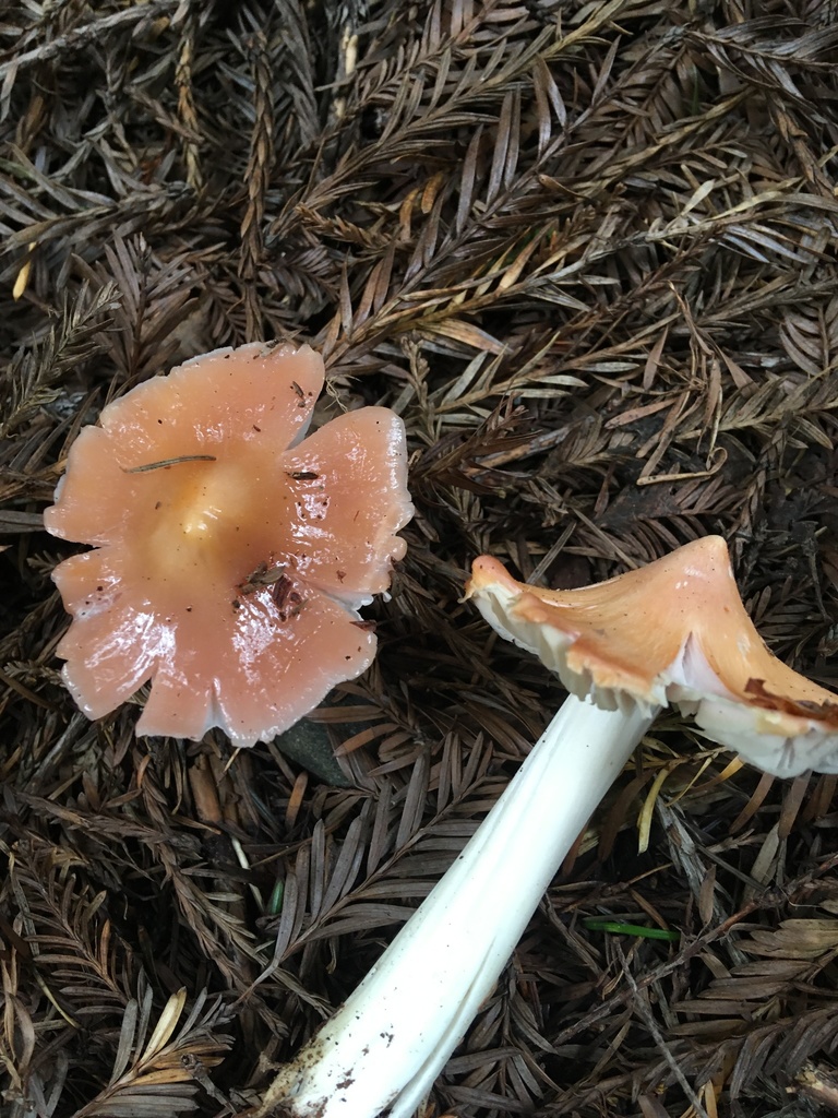 Pink Waxcap in March 2022 by Pilgrim218 · iNaturalist