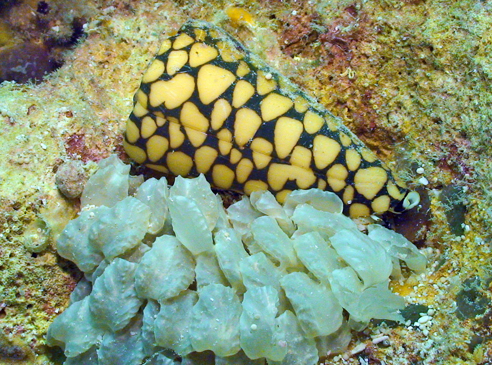 The Marble Cone from Kwajalein Atoll, RMI on June 28, 2010 by uwkwaj ...