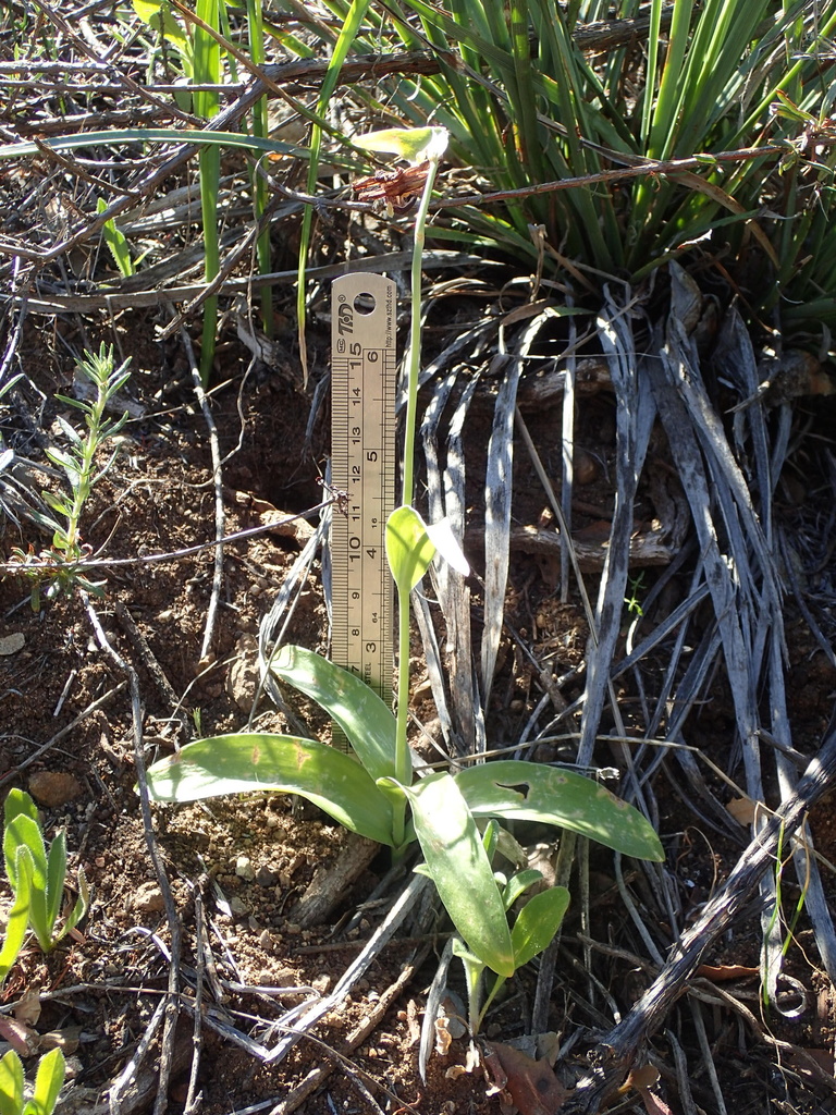 Chocolate Lily from Ronald W. Caspers Wilderness Park, Trabuco Canyon ...
