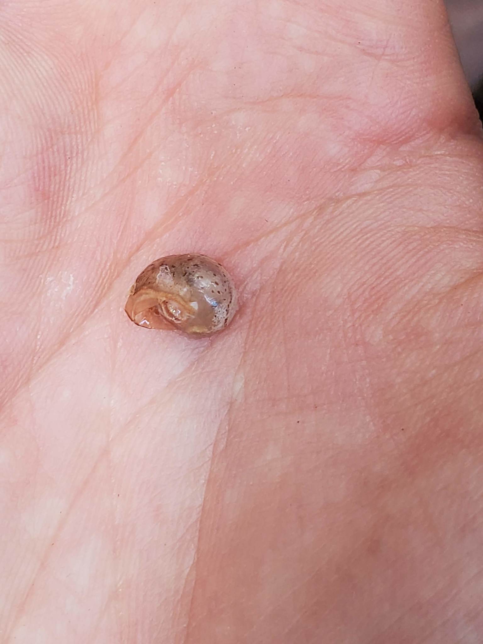 Parthena acutangula (Burrow, 1815)