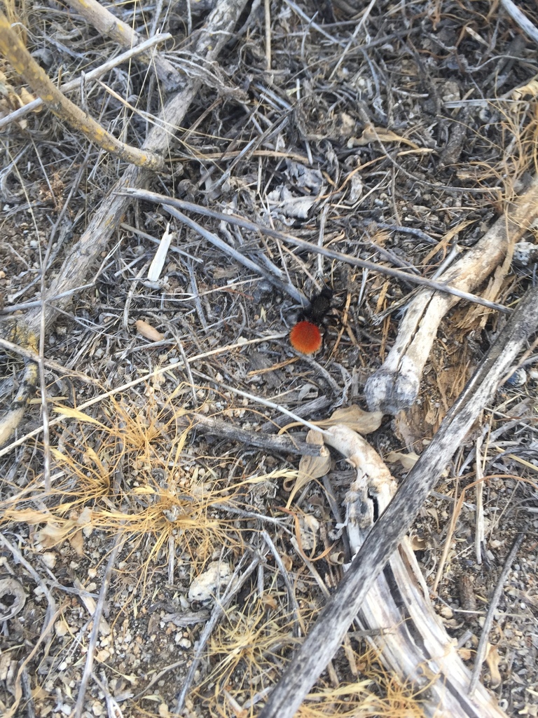 Dasymutilla magnifica desde Sycamore Canyon Wilderness Park, Riverside ...
